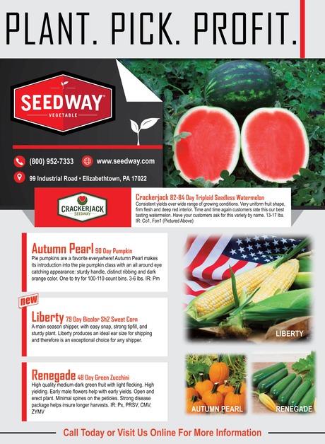 VGN Digital Seed Guide 2024 - 11