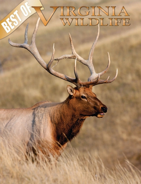 Virginia Wildlife Demo - Virginia Wildlife Demo