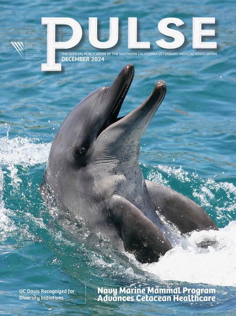 Pulse - December 2024