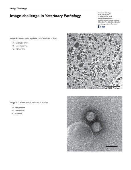 Veterinary Pathology - January 2024 - 5