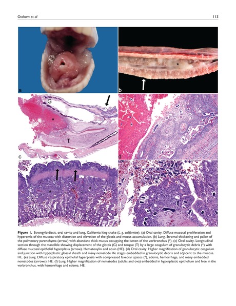 Veterinary Pathology - January 2024 - 113