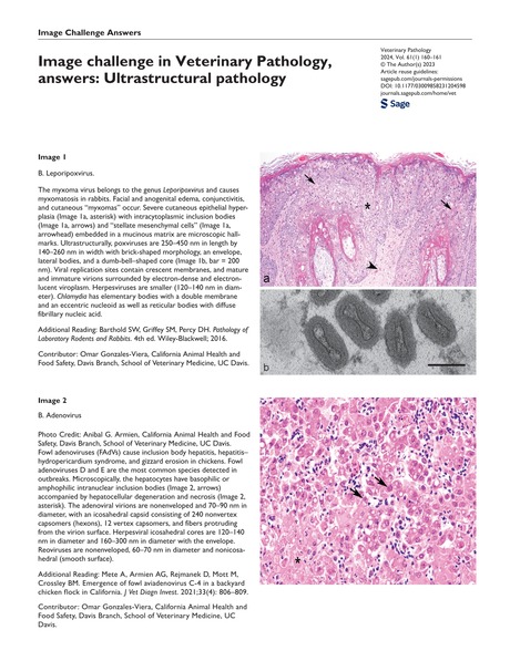 Veterinary Pathology - January 2024 - 160
